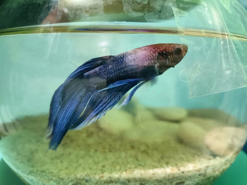 Purple Blue Pink Betta Fi Fighting Fish Stock Image - Image of blue ...