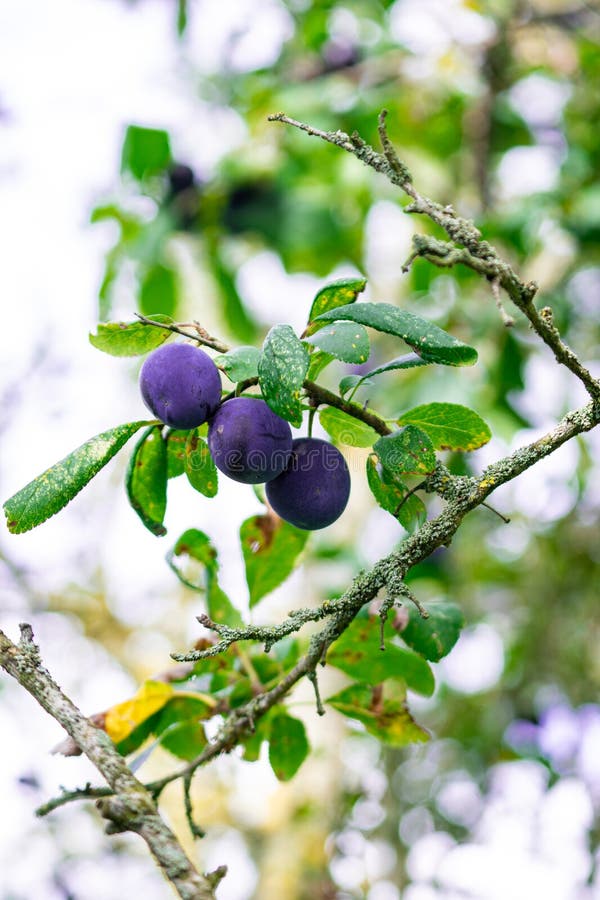 Plums on tree branch stock photo. Image of blossom, wildflower - 289300920