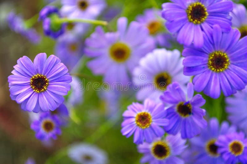 Purple Blue Small Flowers stock photo. Image of natural - 203297802