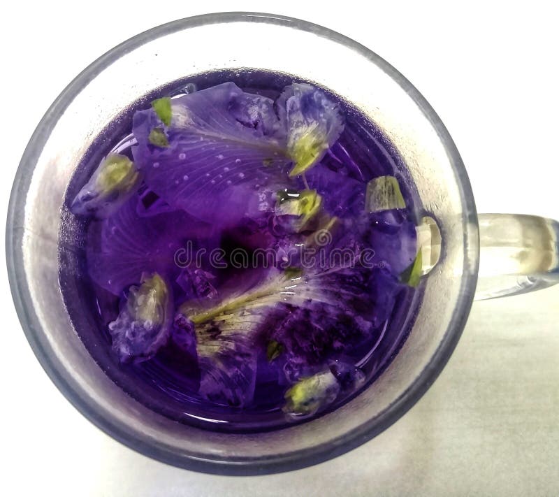 Purple Blue Tea from Clitoria Ternatea Flowers Stock Photo - Image of ...
