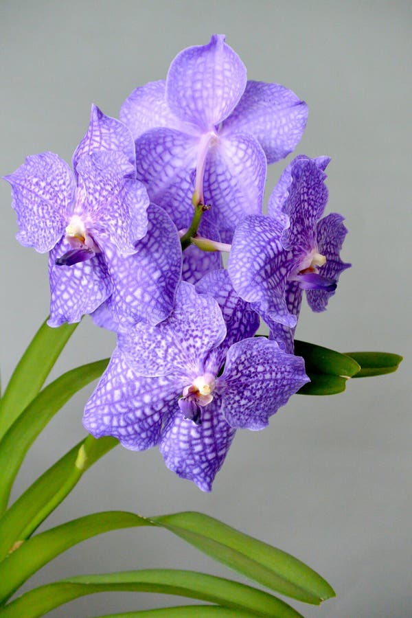 Purple Blue Vanda (Magic Blue) Orchid Flower Stock Photo - Image of ...