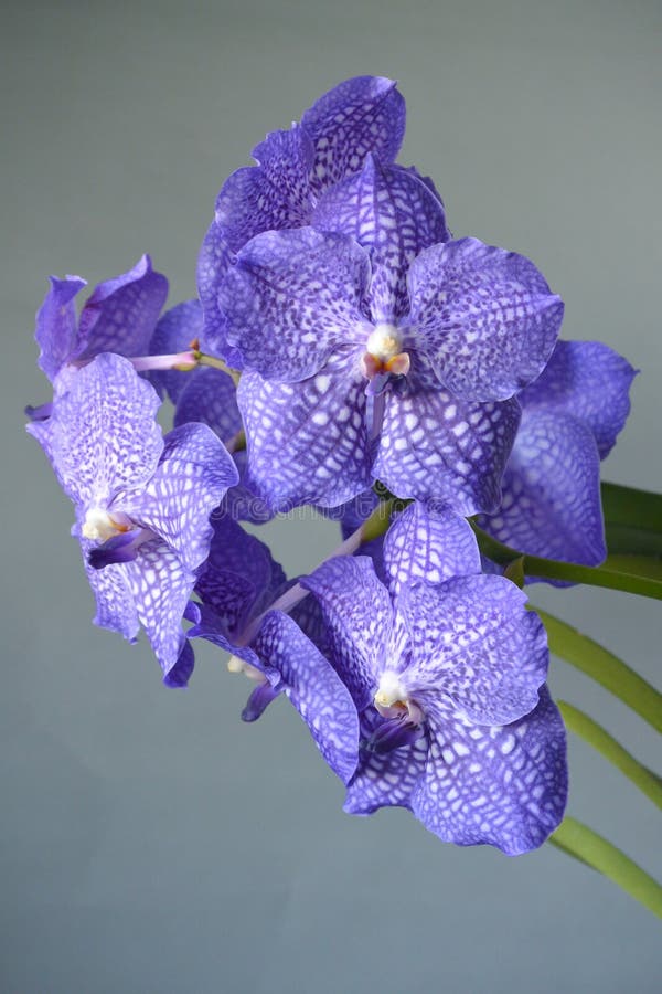 Purple Blue Vanda (Magic Blue) Orchid Flower Stock Image - Image of ...