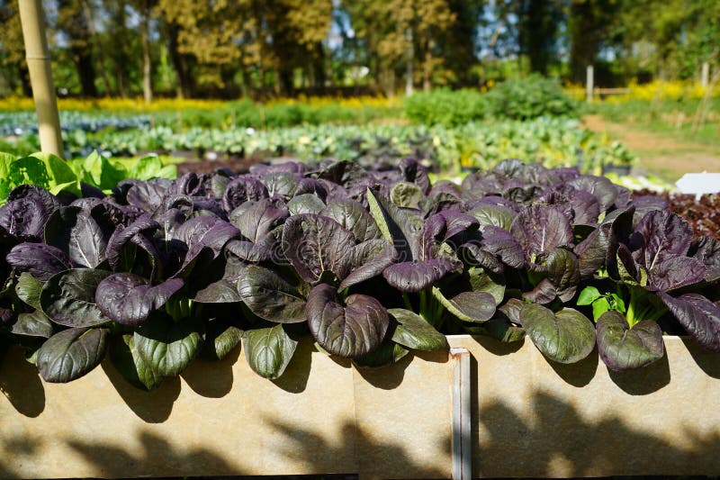 Purple Bok Choy Has a Delicious Stock Photo - Image of choi, bunch ...