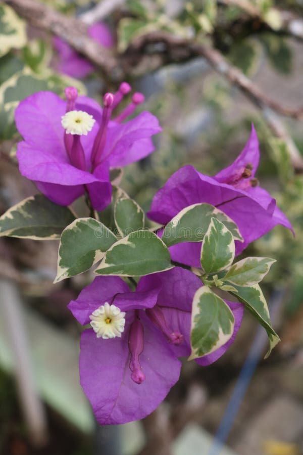 Purple Bougainvillea Flower Stock Image - Image of bougainvillea, plant ...