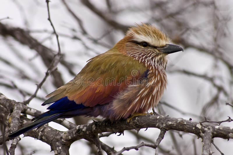 Purple Breasted Roller stock image. Image of african - 21968023