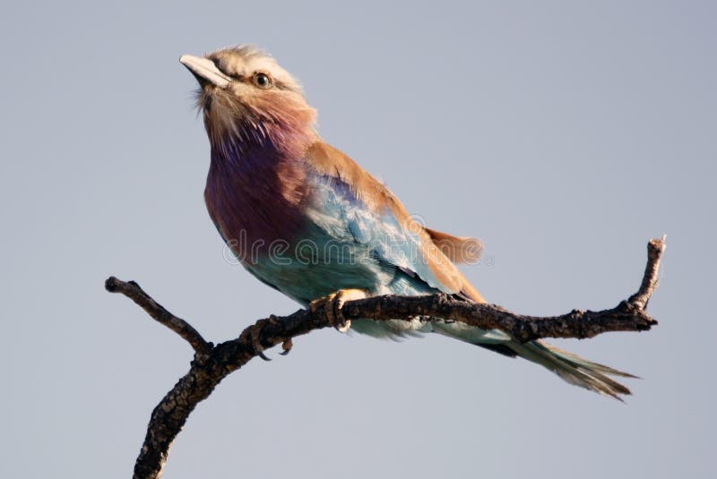 Purple Breasted Roller stock image. Image of purple, roller - 34055221