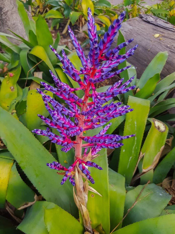 Purple And White Bromelia Flower Stock Photo - Image of head ...