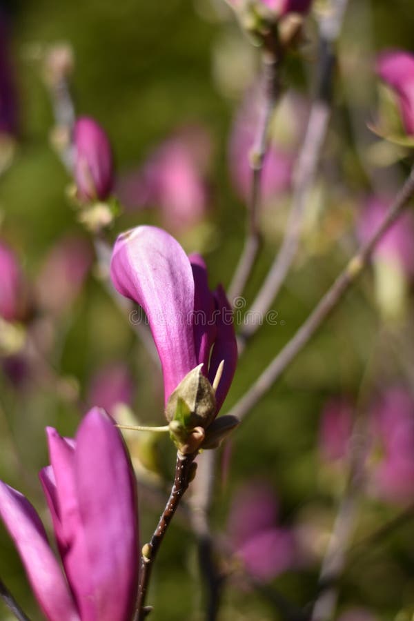 Purple bud of a Magnolia stock image. Image of magnolienknospe - 268274327