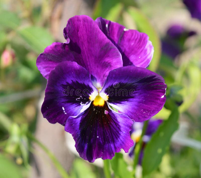 1,145 Purple Pansy Bud Stock Photos - Free & Royalty-Free Stock Photos ...