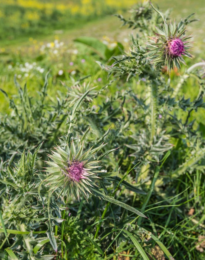 Purple budding thistles stock photo. Image of flower - 40117348
