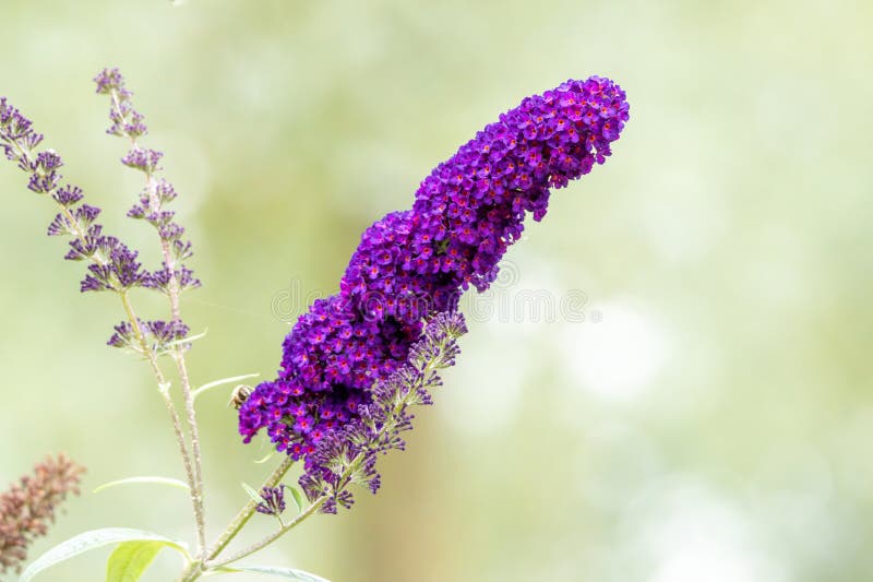 Purple buddleia stock photo. Image of pattern, invertebrate - 333482194