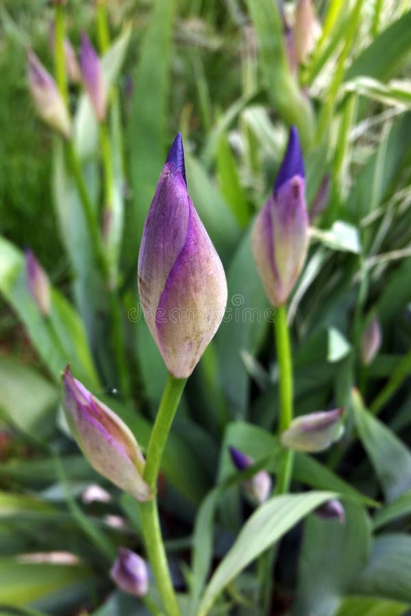 Purple buds stock photo. Image of purple, green, closeup - 70055658
