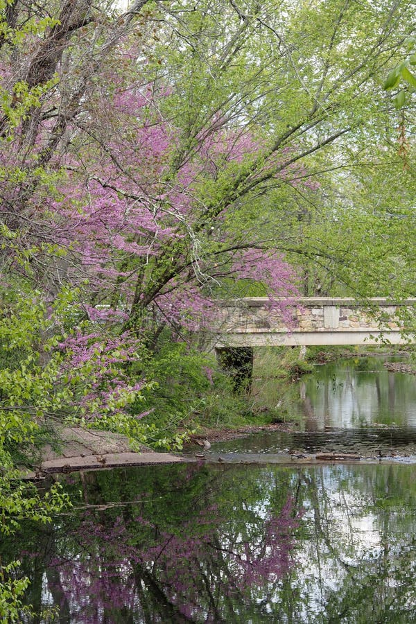 The Purple Buds in the Tree are Reflecting in the Water. Stock Photo ...