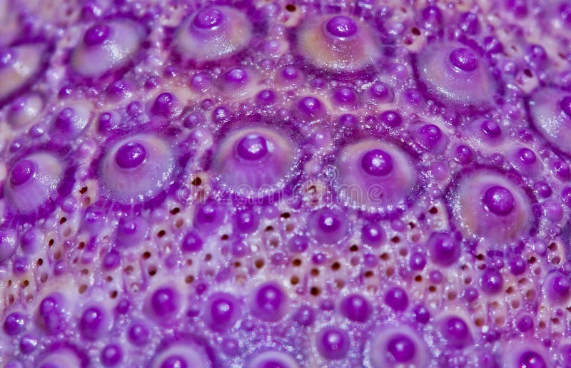 Purple Bumps stock photo. Image of coastal, urchin, close - 35224628