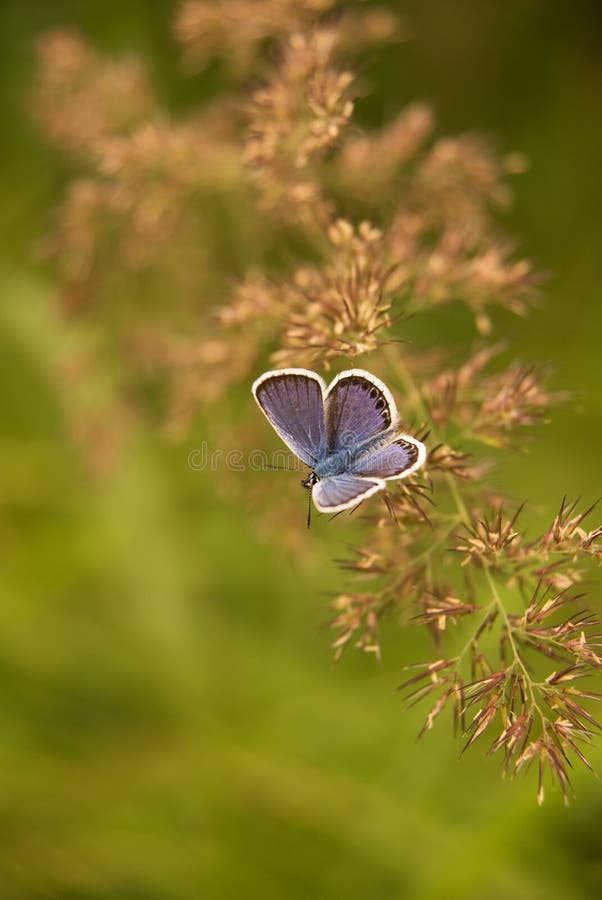Purple butterfly stock photo. Image of garden, beautiful - 10678846