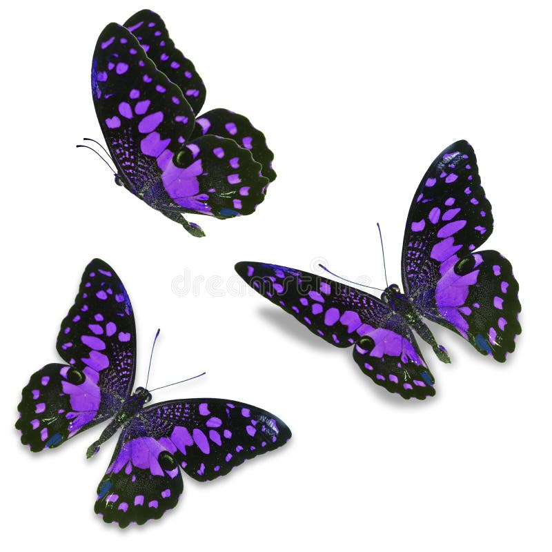 Purple Butterfly Pokemon