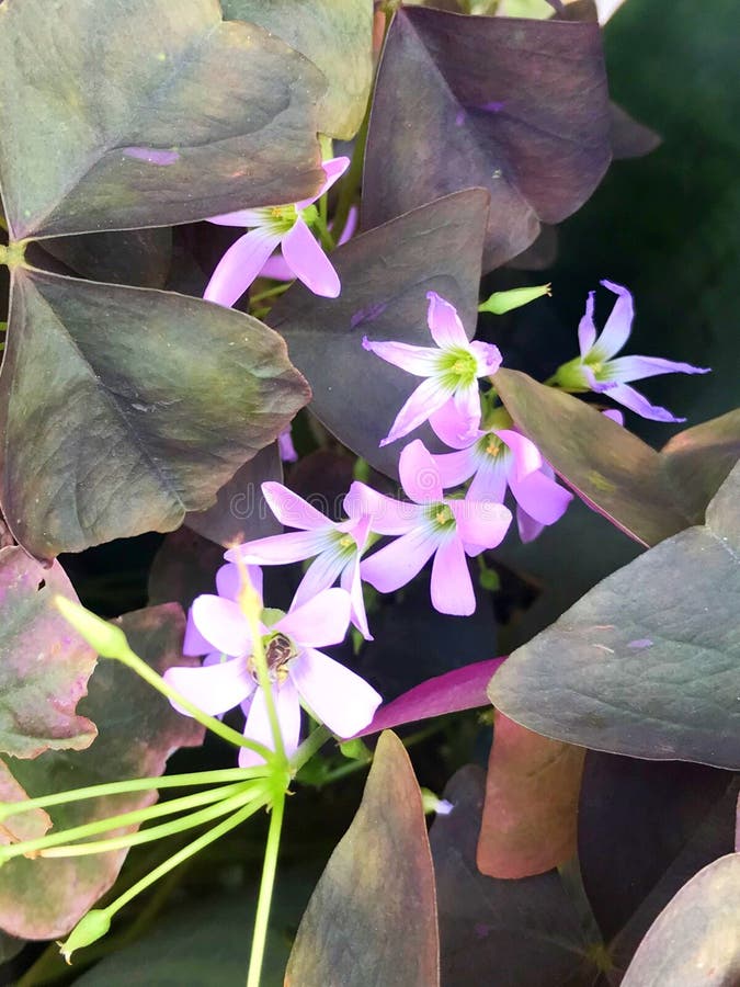 Purple butterfly flower stock photo. Image of outdoor - 354023572