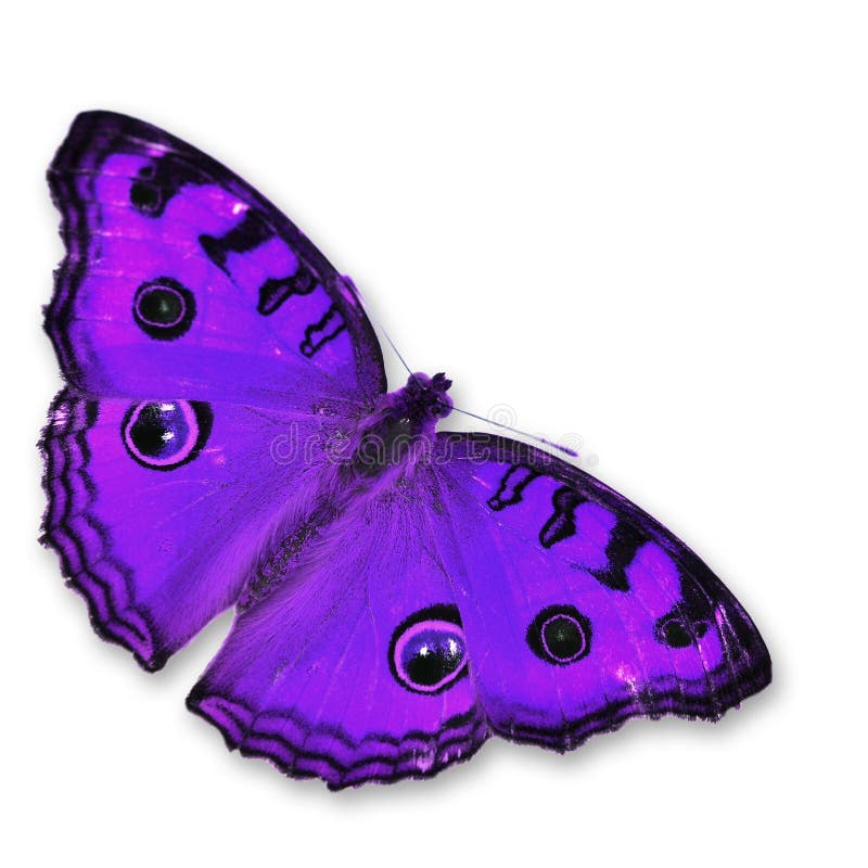 Purple Butterfly stock photo. Image of wing, white, flying - 33494614 Purple Butterfly stock photo. Image of wing, white, flying - 33494614