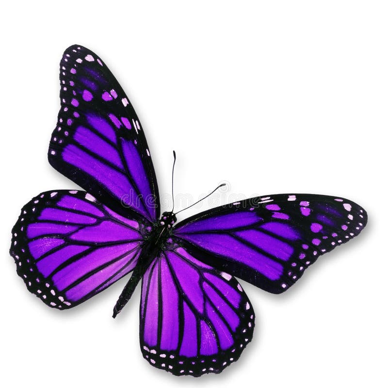 Purple butterfly stock photo. Image of detail, colorful - 53489630