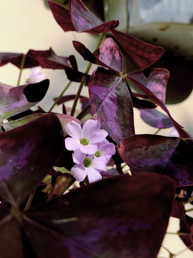 Purple Butterfly Leaves with Three Flowers Stock Image - Image of ...