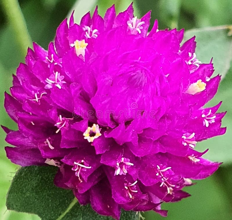A Purple Button Flower in the Garden Stock Photo - Image of nature ...
