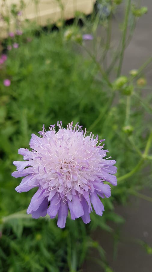 Purple stock photo. Image of flowers, beautiful, pretty - 95229736