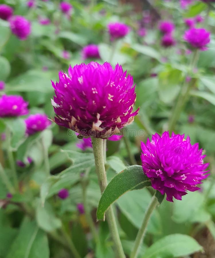 Purple Button Flowers in the Garden Stock Photo - Image of flowers ...