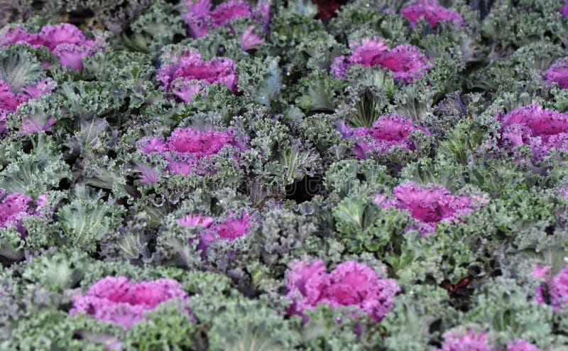 Purple cabbage stock image. Image of plants, flowering - 22713905