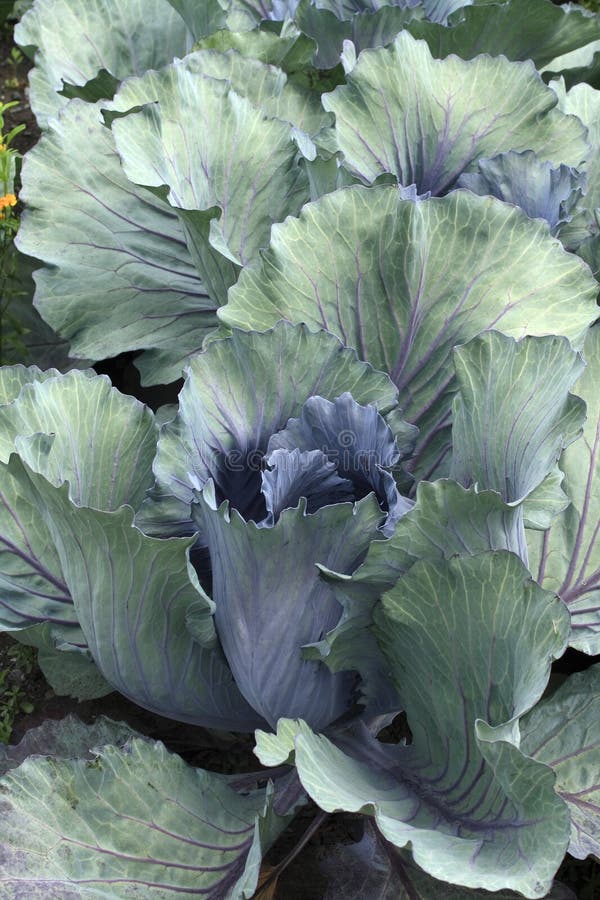 Purple cabbage stock photo. Image of growing, cabbages - 2809000