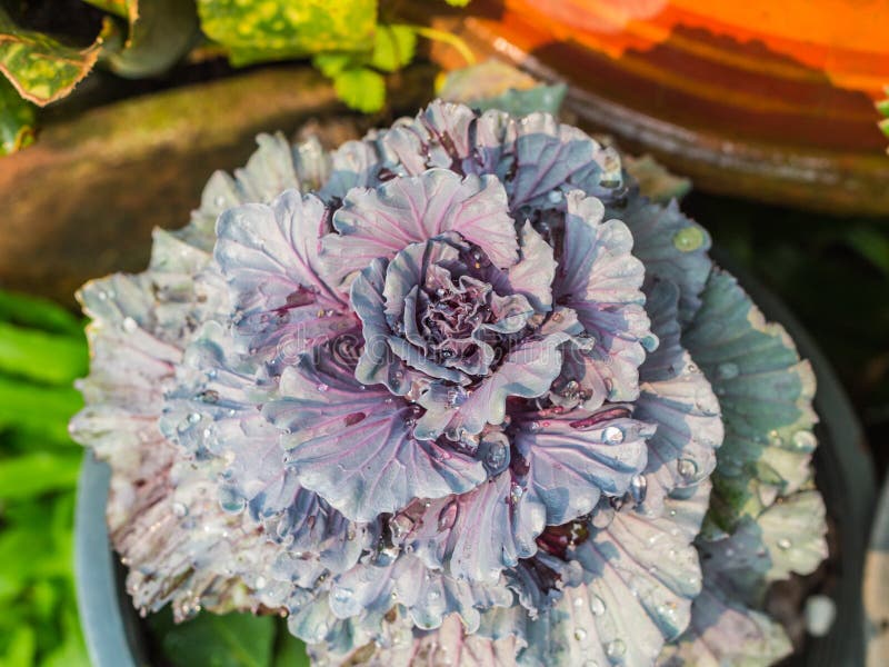 Purple cabbage stock image. Image of kale, garden, fresh - 69250261