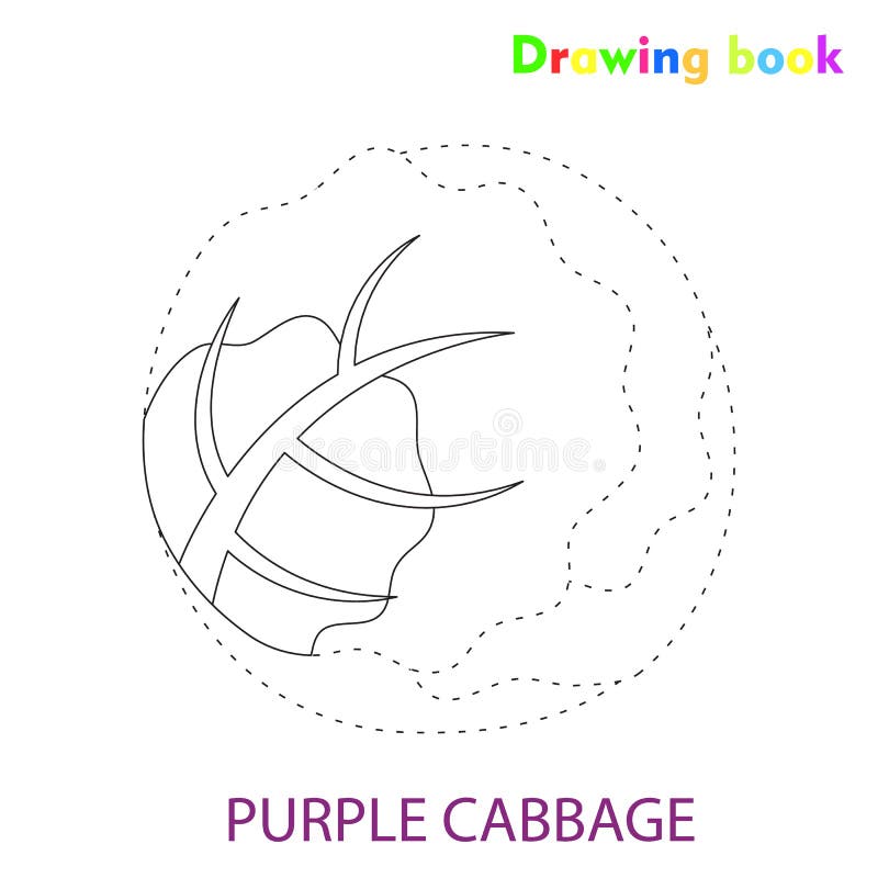 Drawing Purple Cabbage Stock Illustrations – 379 Drawing Purple Cabbage ...
