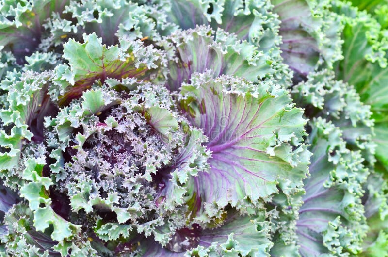 Purple cabbage flower stock photo. Image of plant, aroma - 29291500