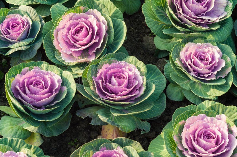 Purple cabbage flower stock photo. Image of purple, plant - 109542238