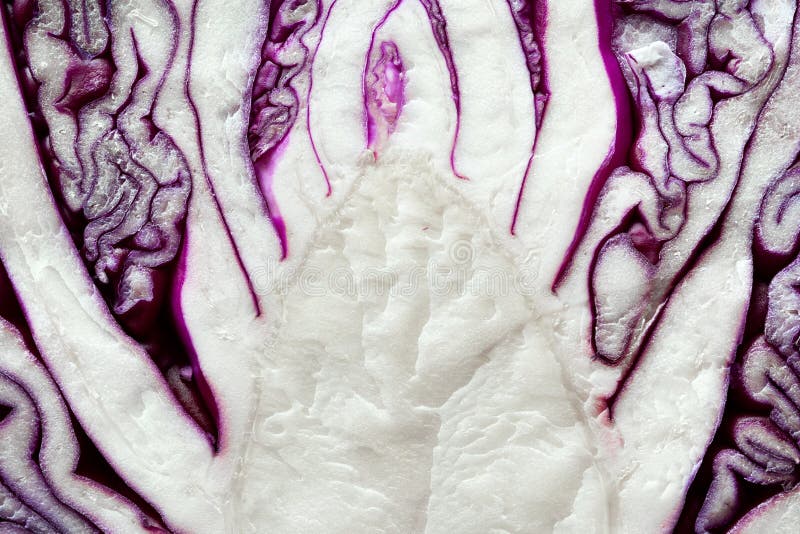 Purple Cabbage Full Frame Cross Section Texture Stock Photos - Free ...
