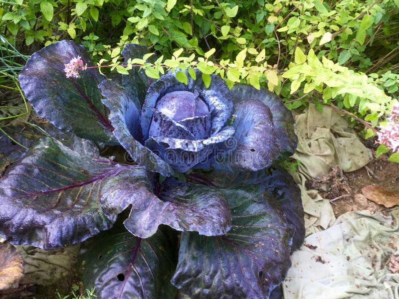 Purple Cabbage stock image. Image of purple, garden, cabbage - 75555941