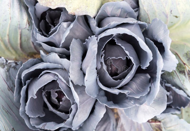 Purple cabbage growing stock image. Image of frilly, cabbage - 76343077