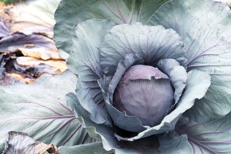 Purple cabbage growing stock image. Image of freshness - 76343093