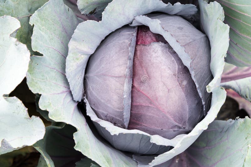 Purple cabbage growing stock image. Image of frilly, cabbage - 76343077