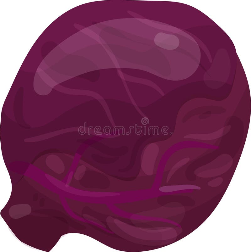 Purple Cabbage Stock Illustrations – 1,563 Purple Cabbage Stock ...