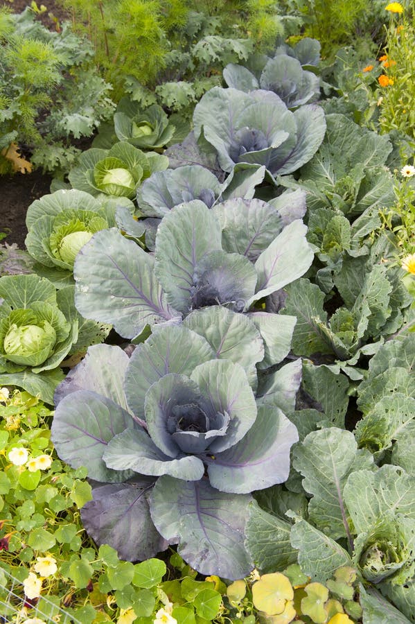Purple Cabbage Plants Growing in a Vegetable Garden Stock Photo - Image ...