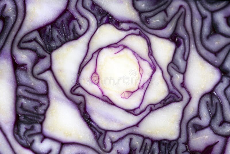 Purple Cabbage Texture Closeup Background Stock Image - Image of juicy ...