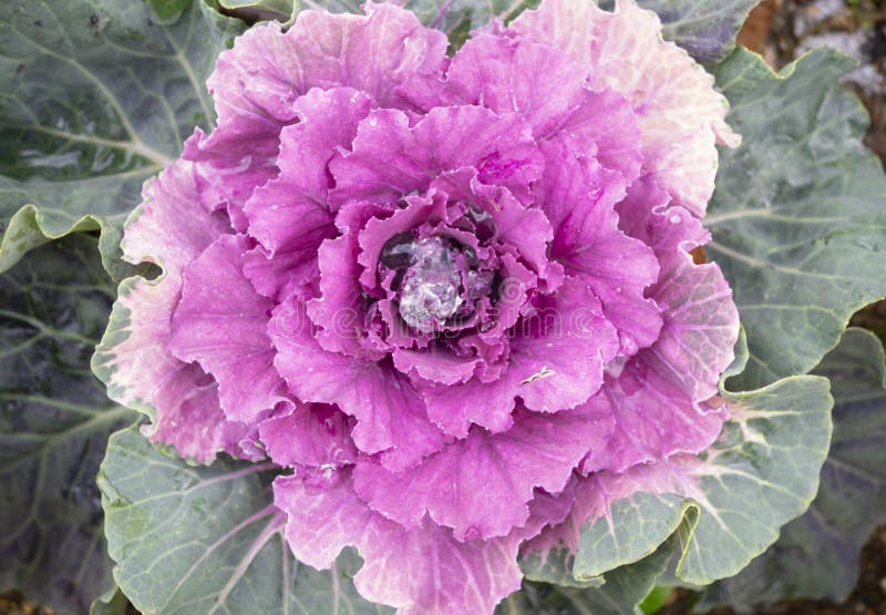 Purple cabbage stock image. Image of ingredient, natural - 90808891