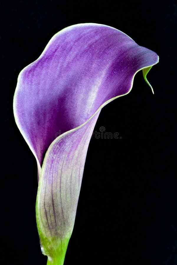 Purple Calla Lilly stock photo. Image of purple, close - 73130658