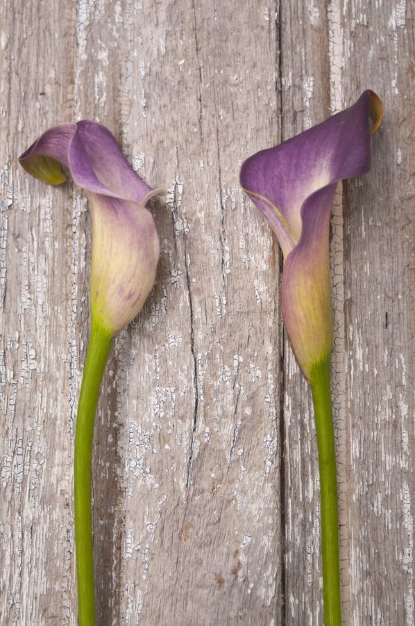 Purple Calla Lilies stock photo. Image of botany, white - 4067352