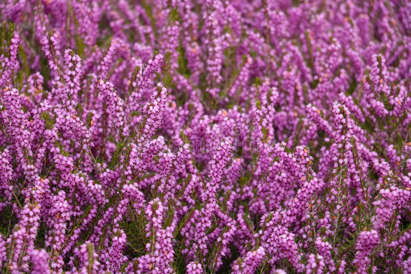 Purple Calluna Field Flowers Bloom in the Meadow Stock Photo - Image of ...
