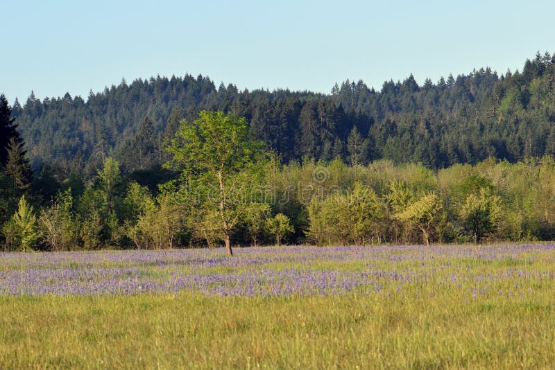 Purple Camas Field stock image. Image of wildflower - 152147439