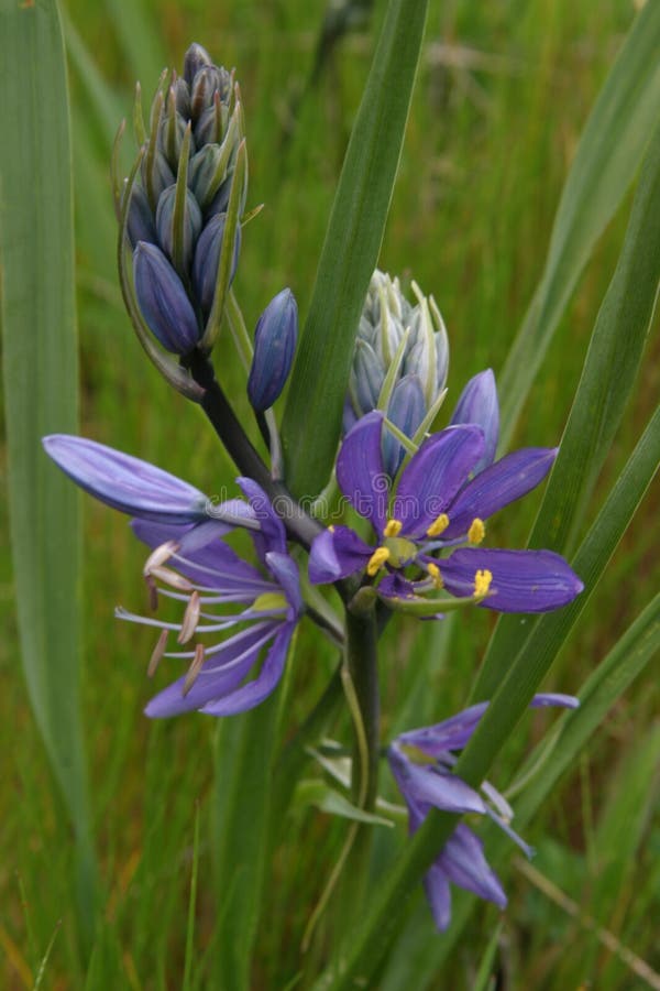 Purple Camas Lily stock photo. Image of oregon, spring - 41010670