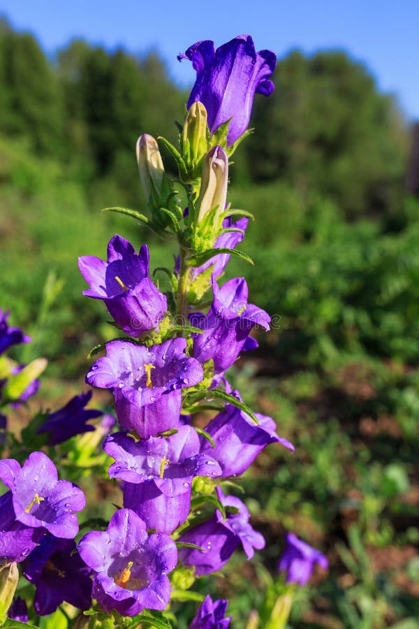 Purple Canterbury Bells Flowers, Landscape Stock Photo - Image of bells ...