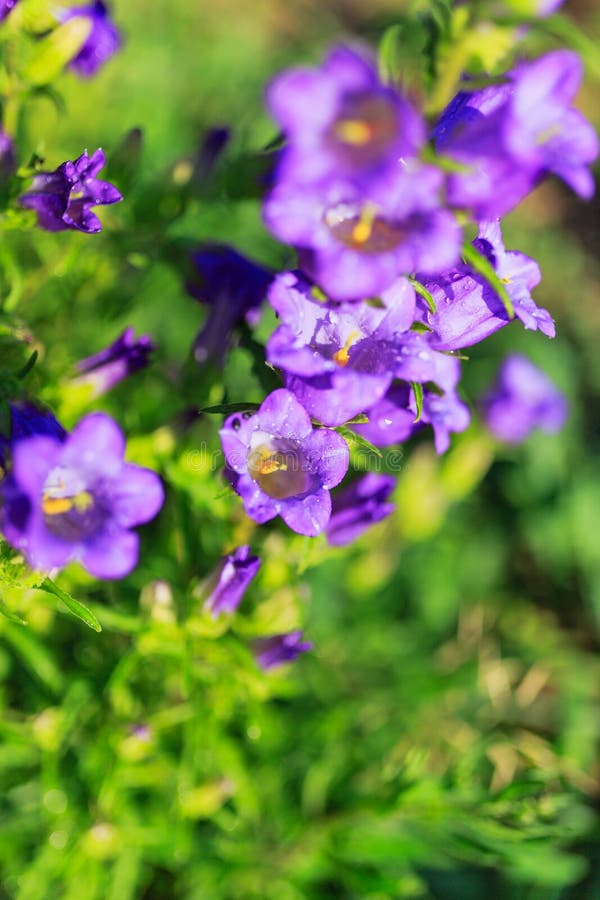 Purple Canterbury Bells Flowers, Landscape Stock Image - Image of ...
