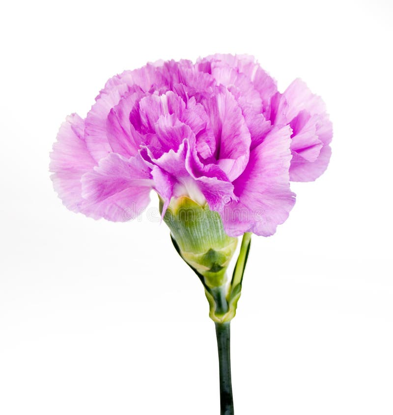 Beautiful Purple Carnation stock image. Image of beautiful - 20557905